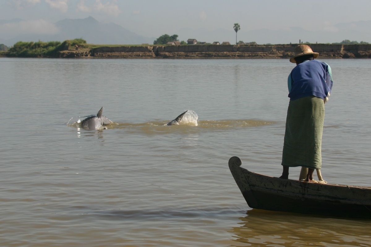 How tourism & fishing help to save Irrawaddy dolphins in Myanmar - The ...