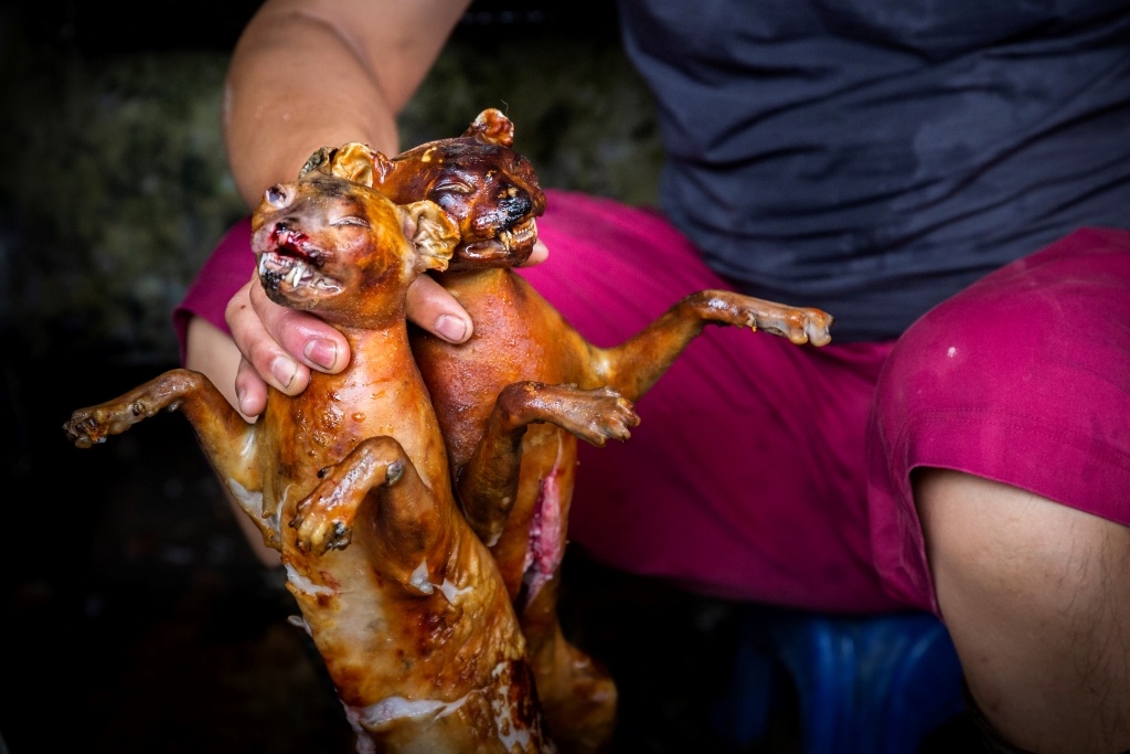 Vietnam's 'little tiger' meat trade and why travel & tourism should ...